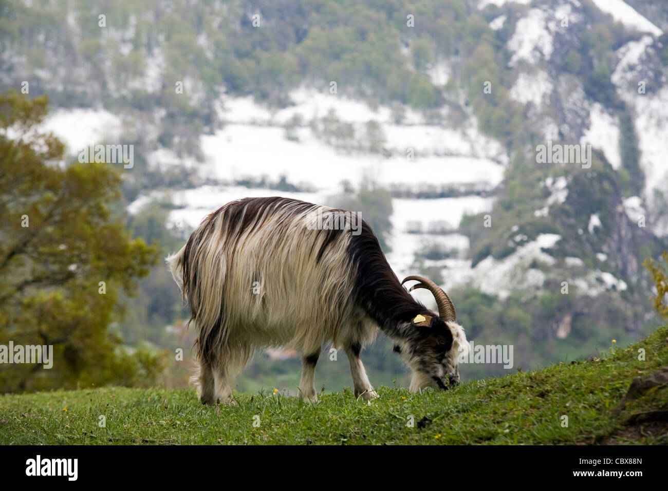 Pyrenees goats hi-res stock photography and images - Alamy