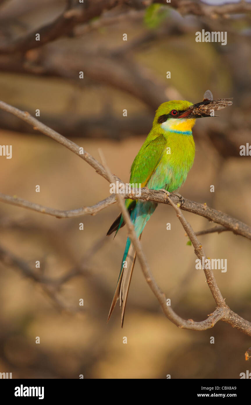 Swallow-tailed Bee-eater (Merops hirundineus) with large insect in beak ...
