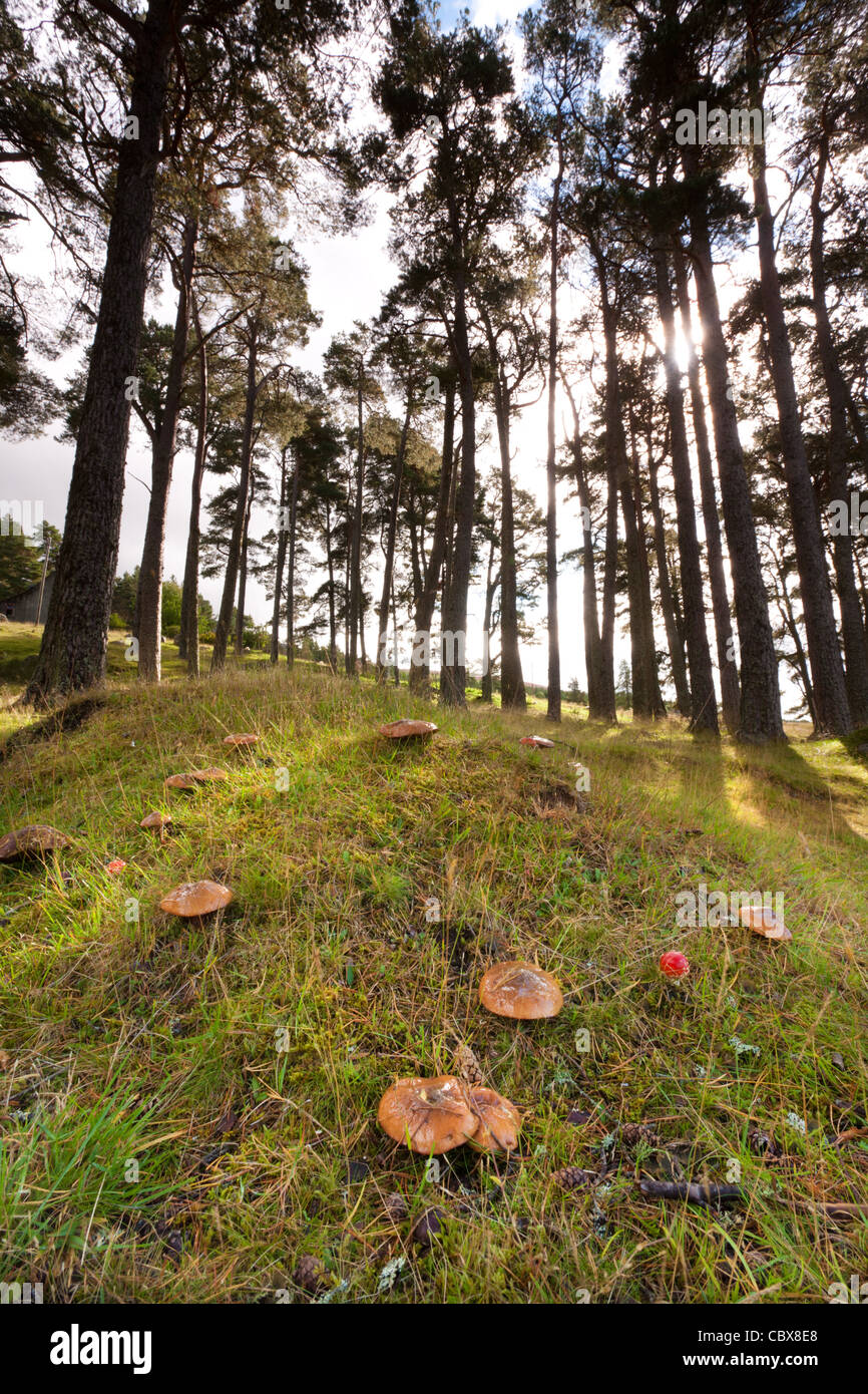 Wild Toadstools, Strath Rusdale, Ross & Cromarty, Scotland Stock Photo ...