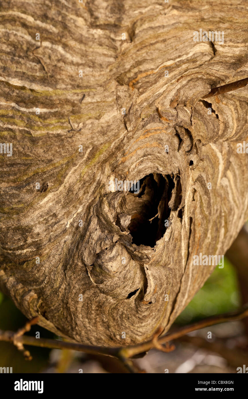 Hornets nest hi-res stock photography and images - Alamy