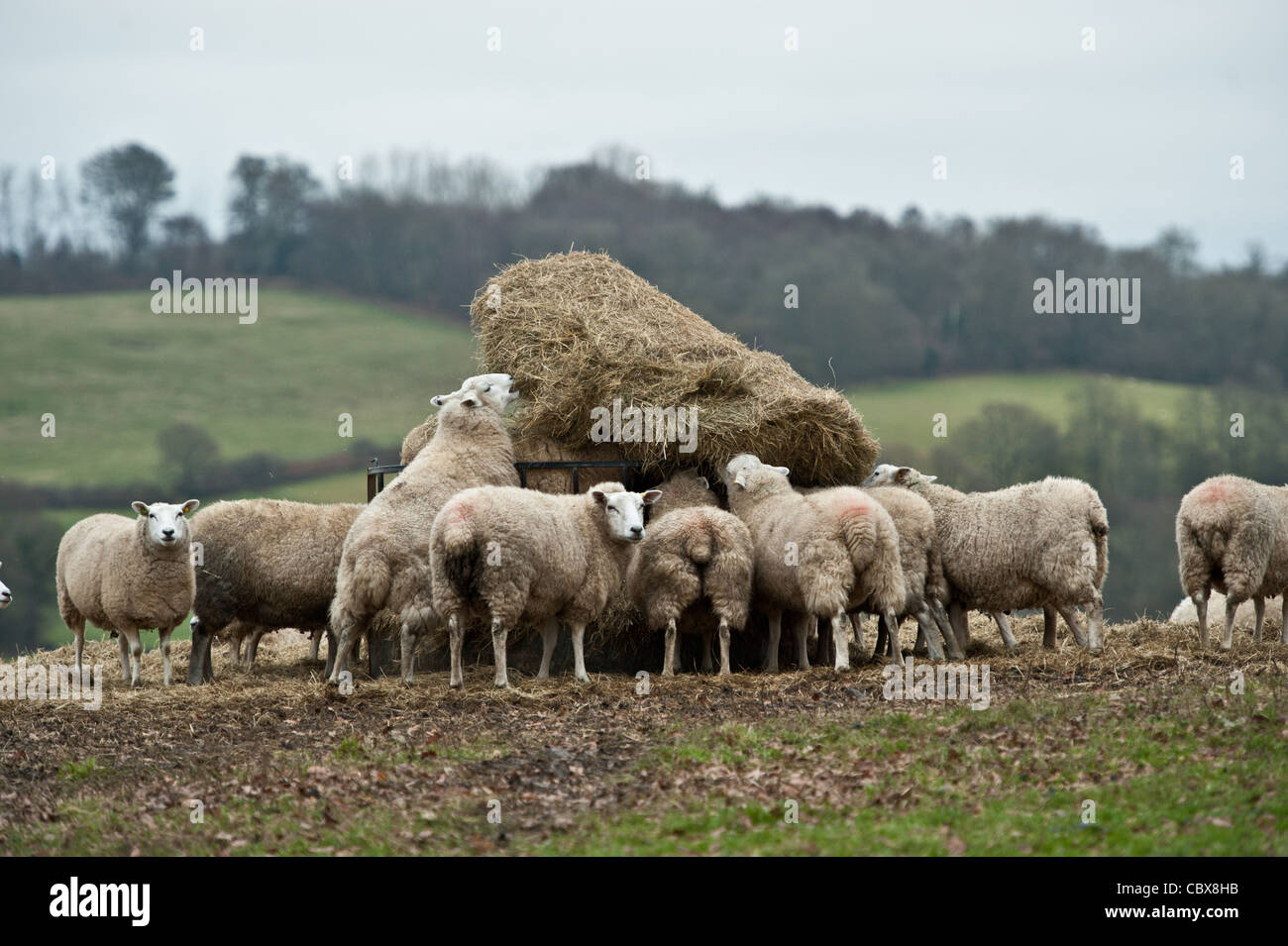 Sheep feeding from bales of hay Stock Photo - Alamy