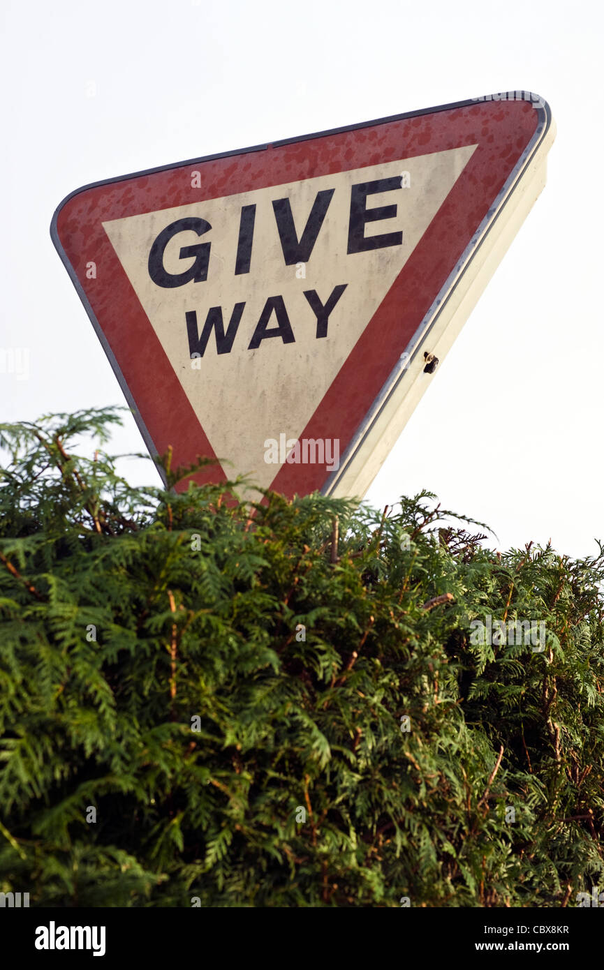 Leylandii hedge conifer hi-res stock photography and images - Alamy