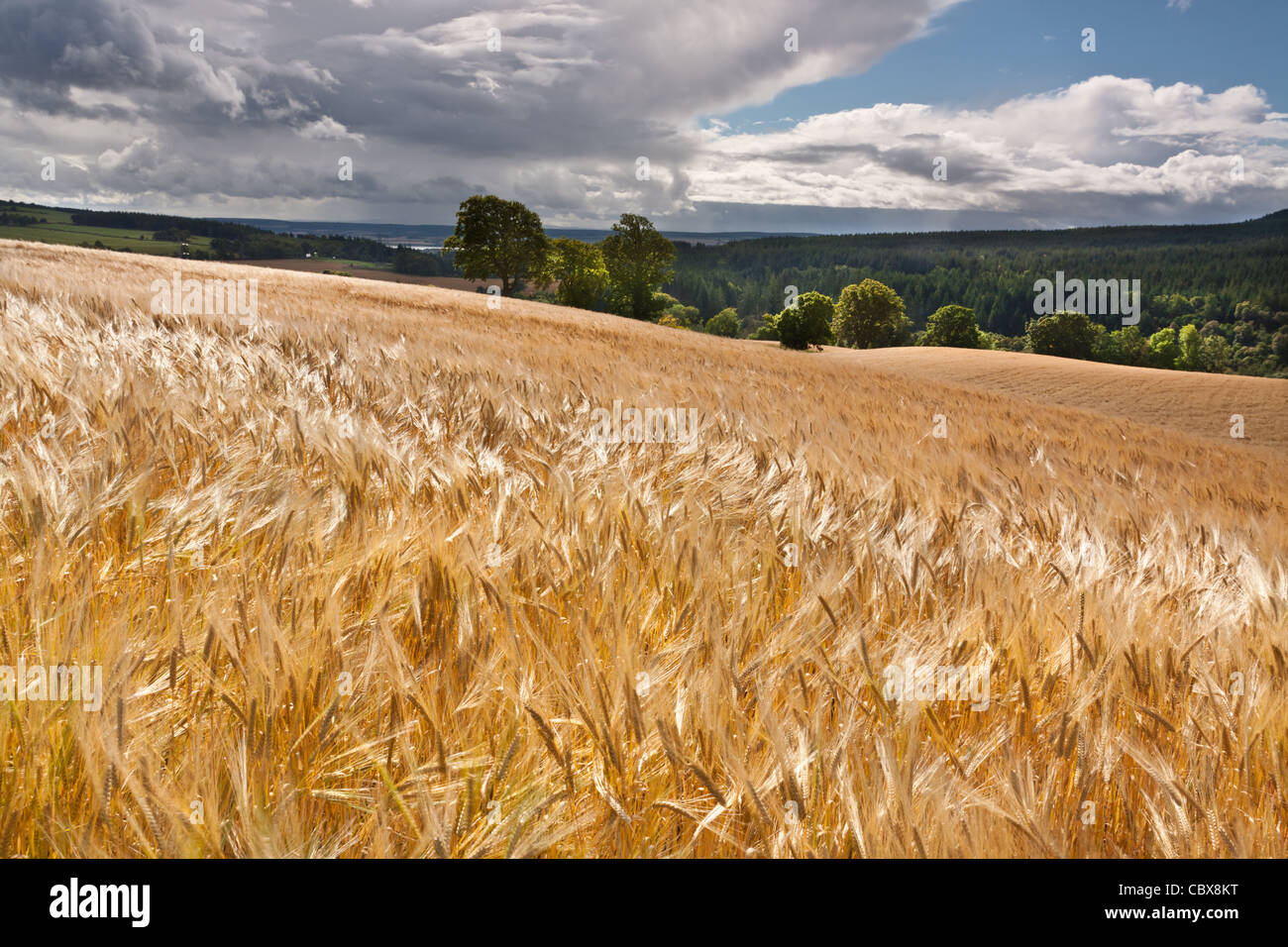 Wheat growing scotland hi-res stock photography and images - Alamy