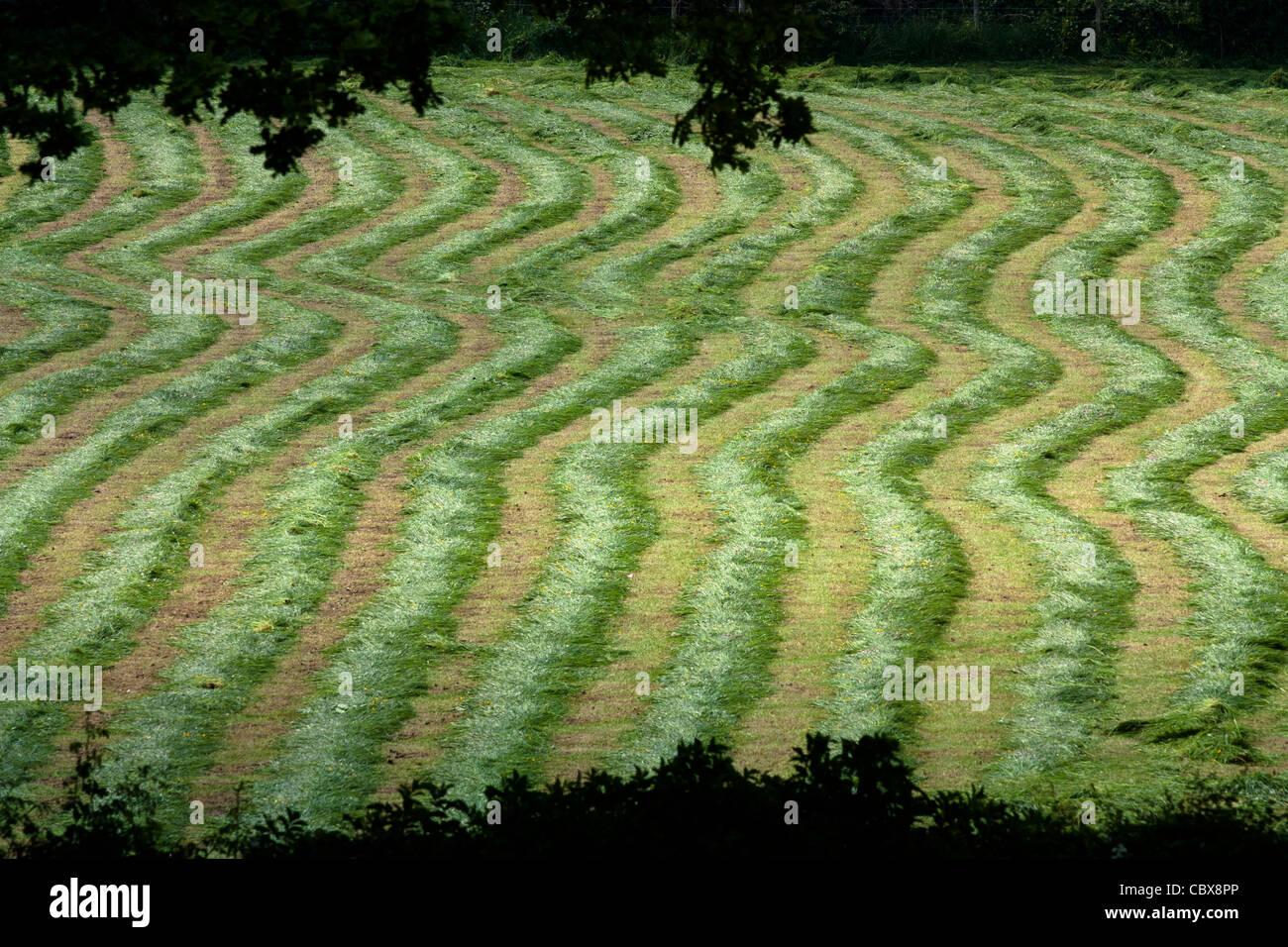 Field of silage hi-res stock photography and images - Alamy