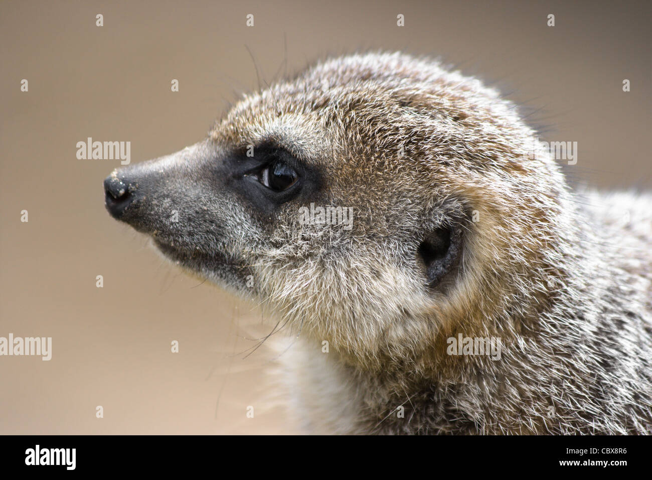 Portrait of Meerkat in side angle view Stock Photo - Alamy