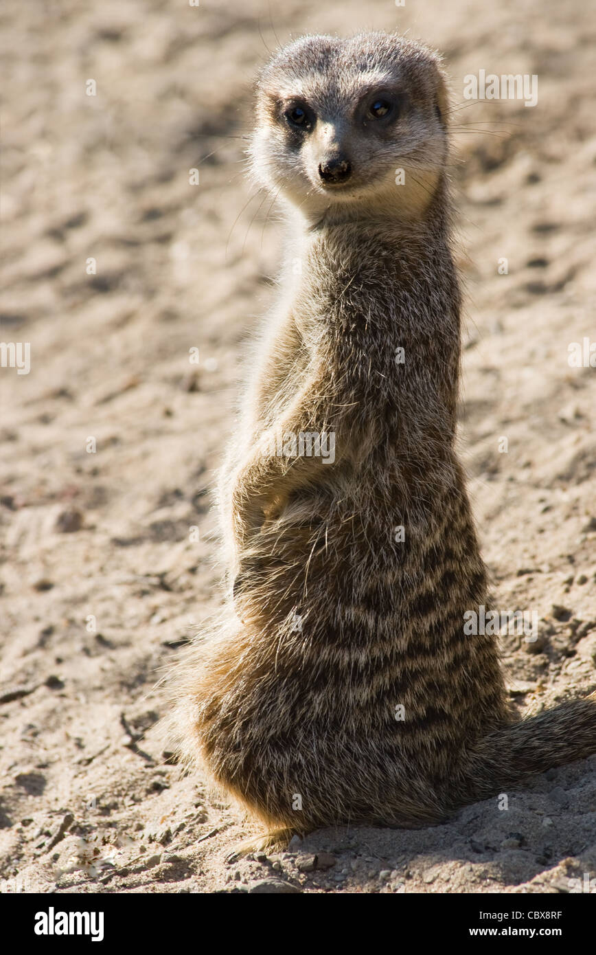 Meerkat standing in sunshine and looking backward Stock Photo - Alamy