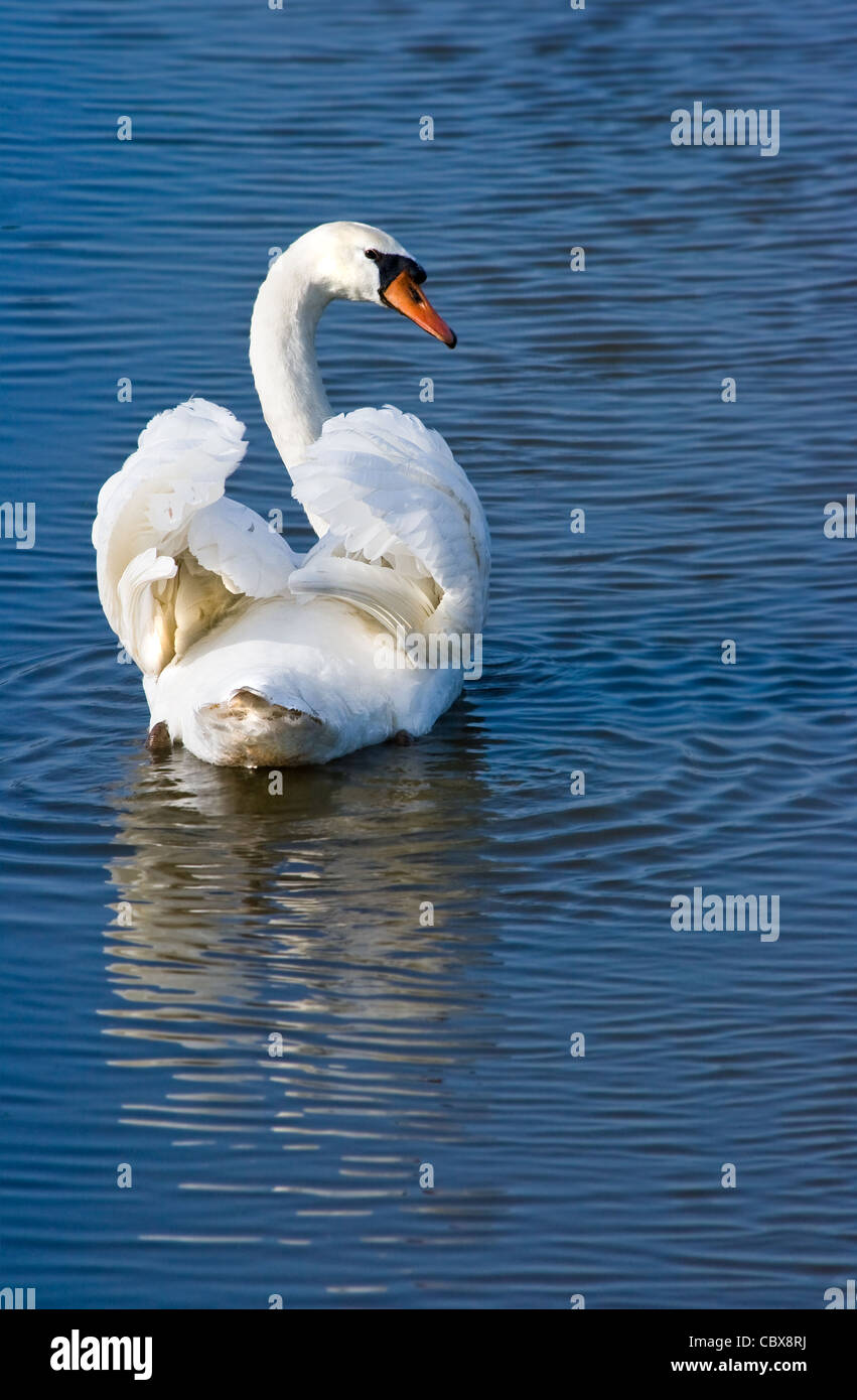 White waterbirds hi-res stock photography and images - Alamy