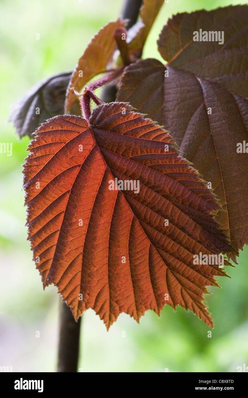Bronze red young leaves hi-res stock photography and images - Alamy