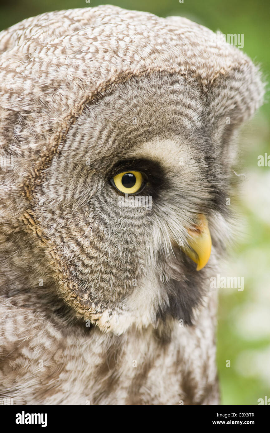 Owl owls hi-res stock photography and images - Alamy
