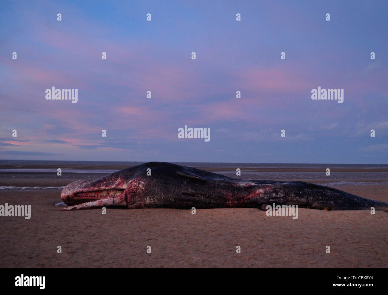 Beached sperm whale's final end on the west Norfolk coast, Old ...