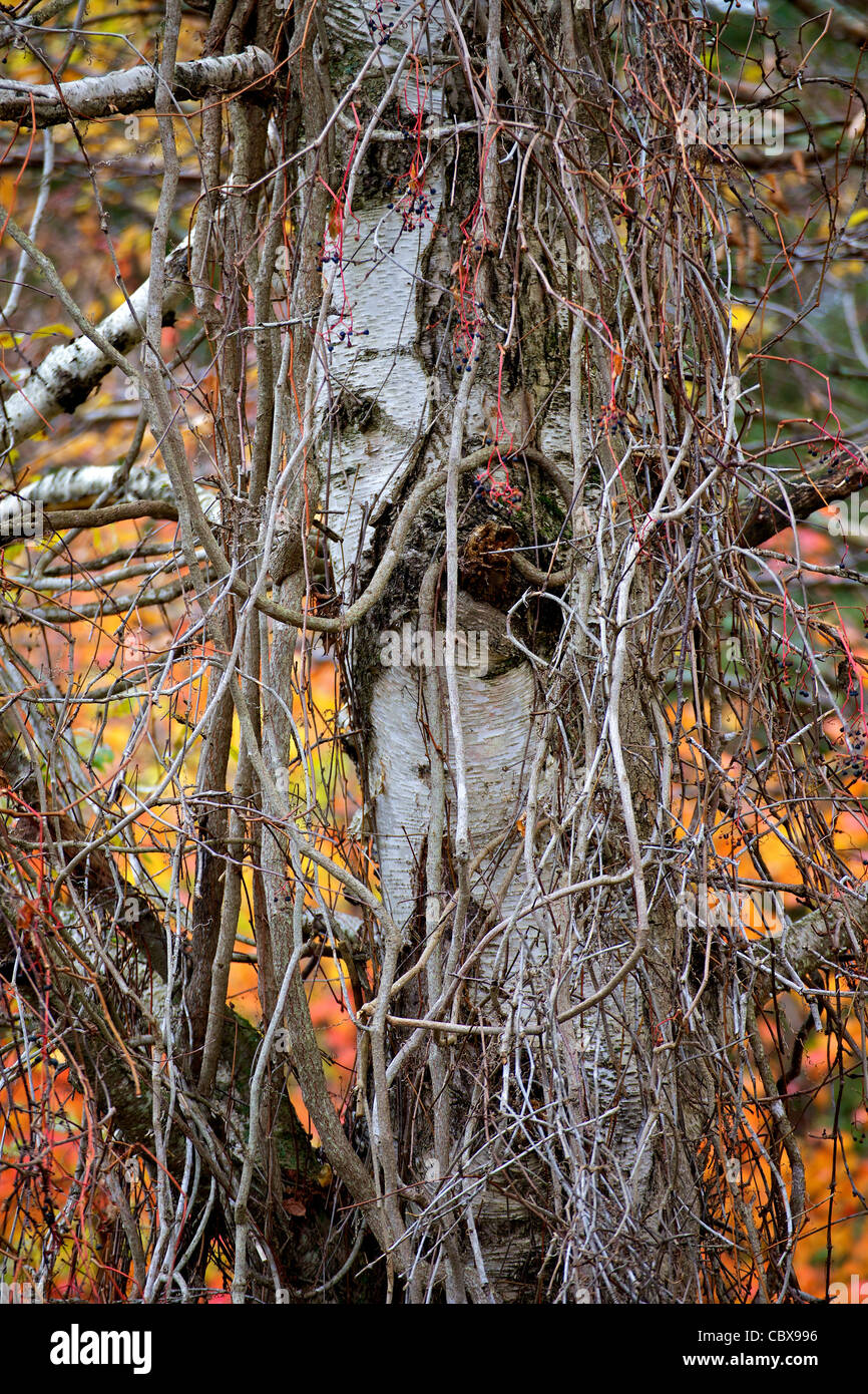 Branches of the tree in a section hi-res stock photography and images ...