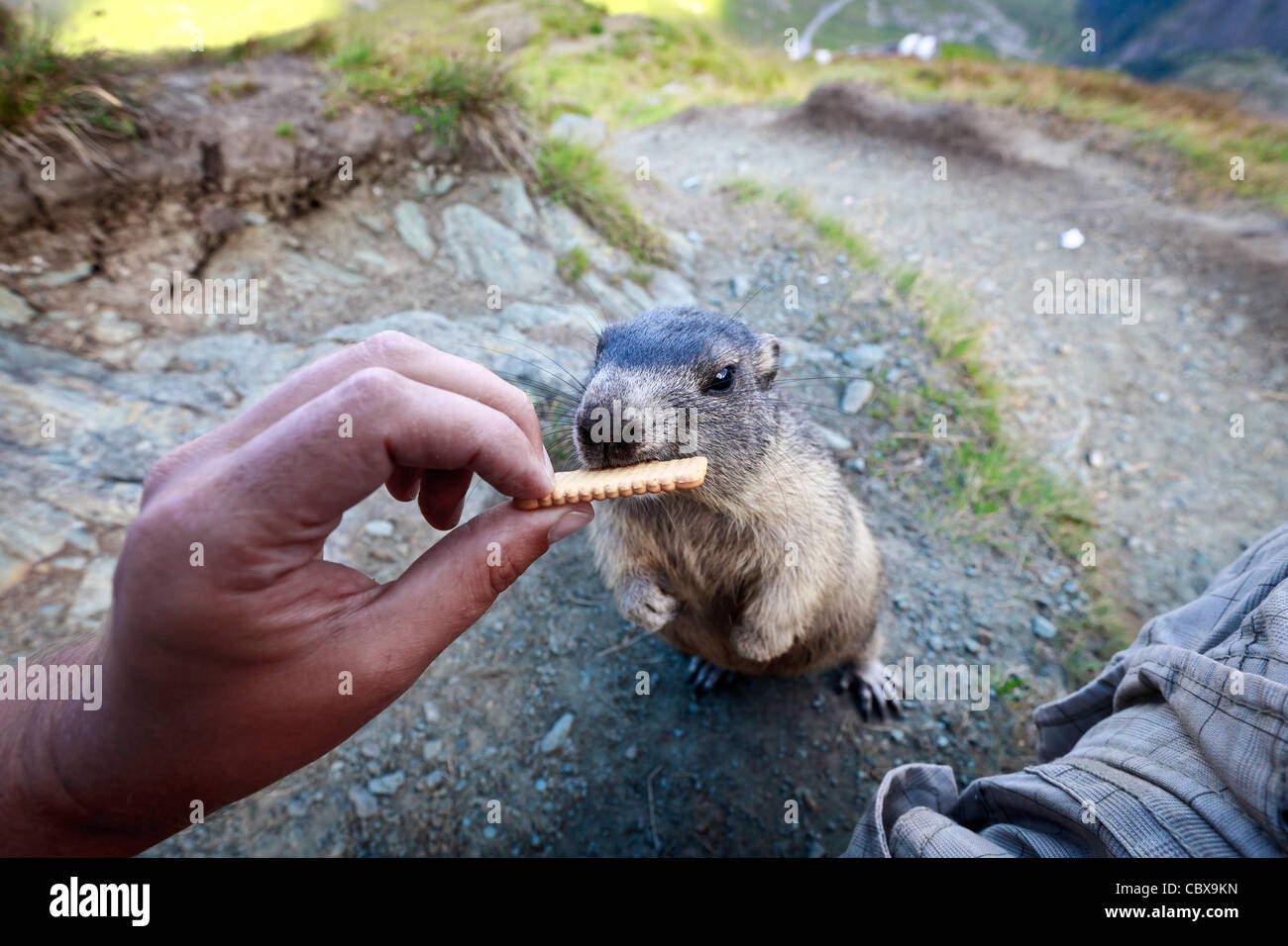 Furry Marmot Eating Grass High Resolution Stock Photography and Images ...