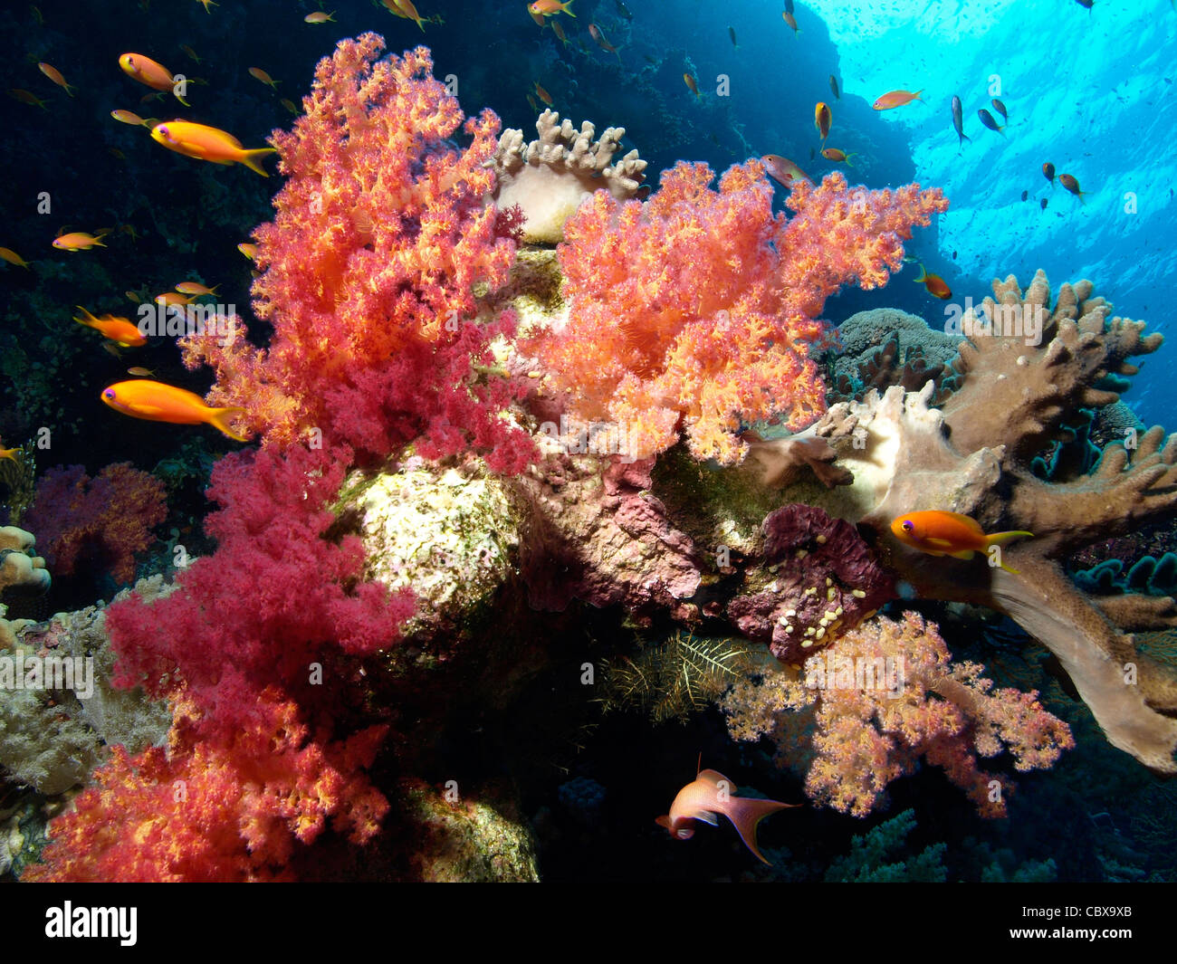coral reef in the Red Sea (Egypt Stock Photo - Alamy