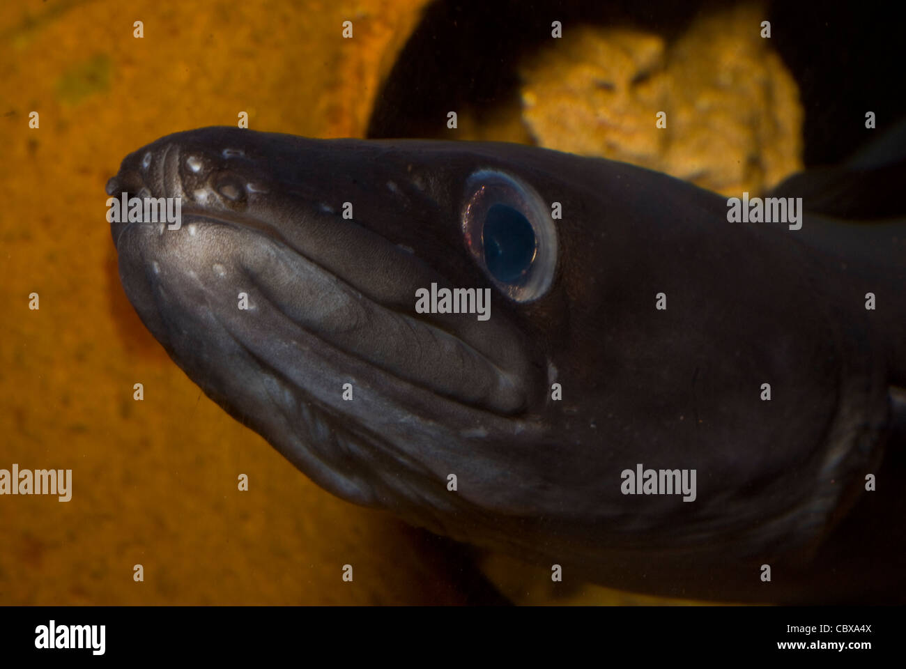 European conger, Conger conger, Congridae, Mediterranean Sea Stock ...