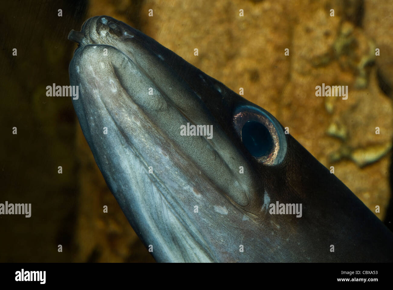 European conger, Conger conger, Congridae, Mediterranean Sea Stock ...
