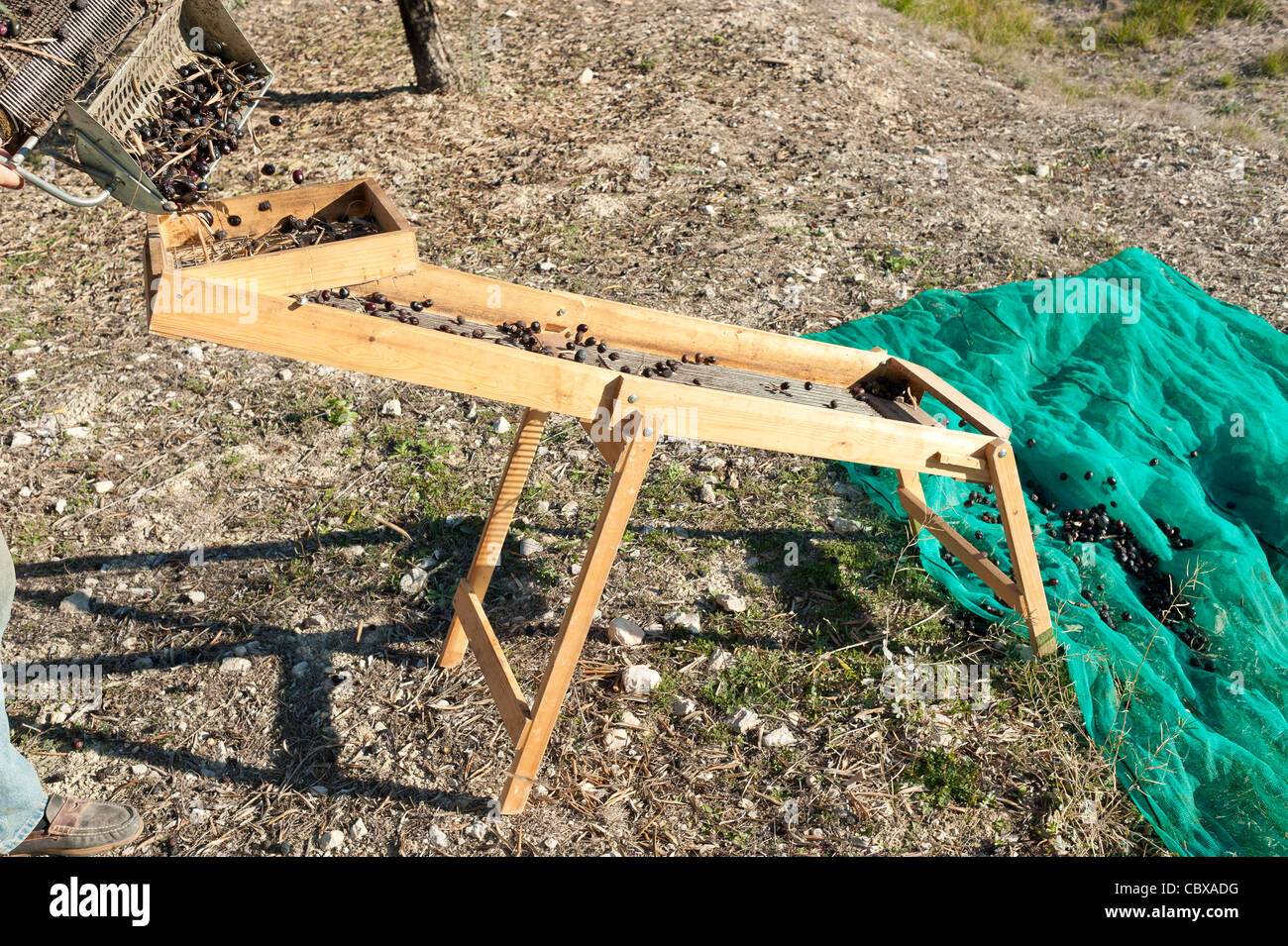 Photo of olive harvest using traditional tools Stock Photo - Alamy