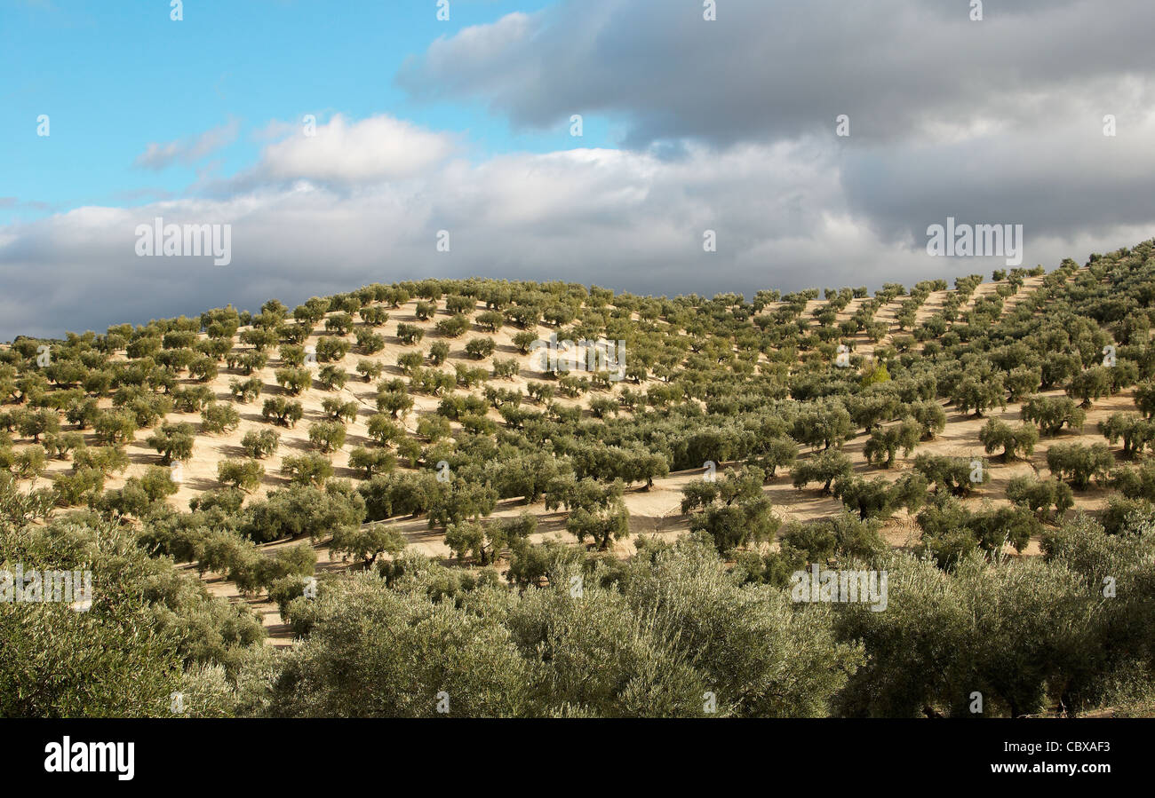 Typical symmetrical olive tree plantation in Spain Stock Photo - Alamy