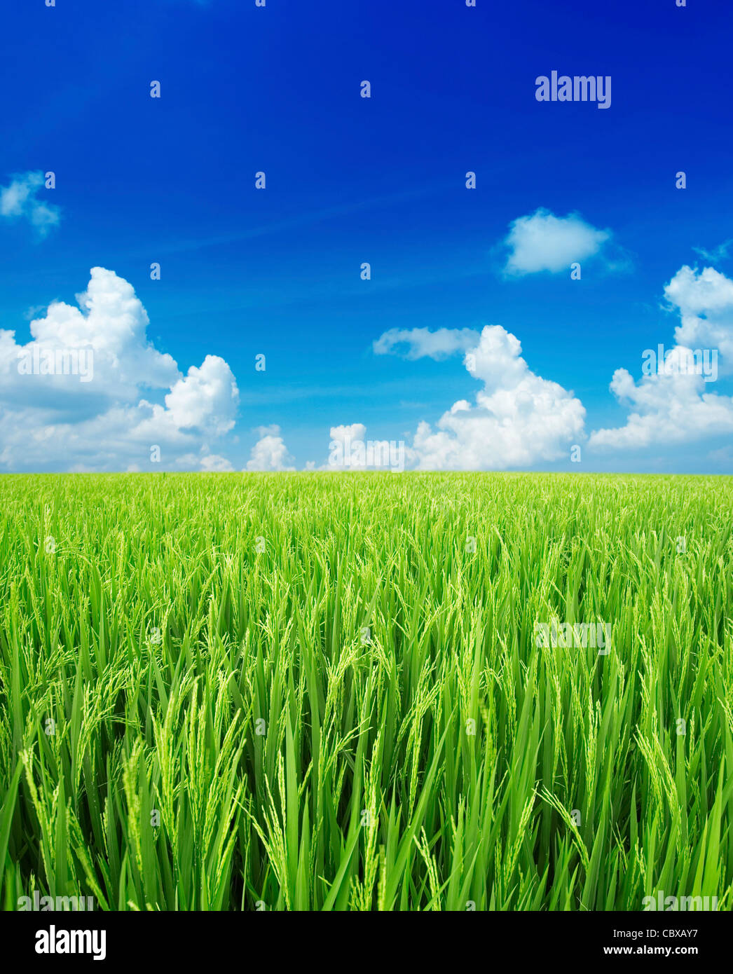 Landscape of rice field with blue sky Stock Photo - Alamy