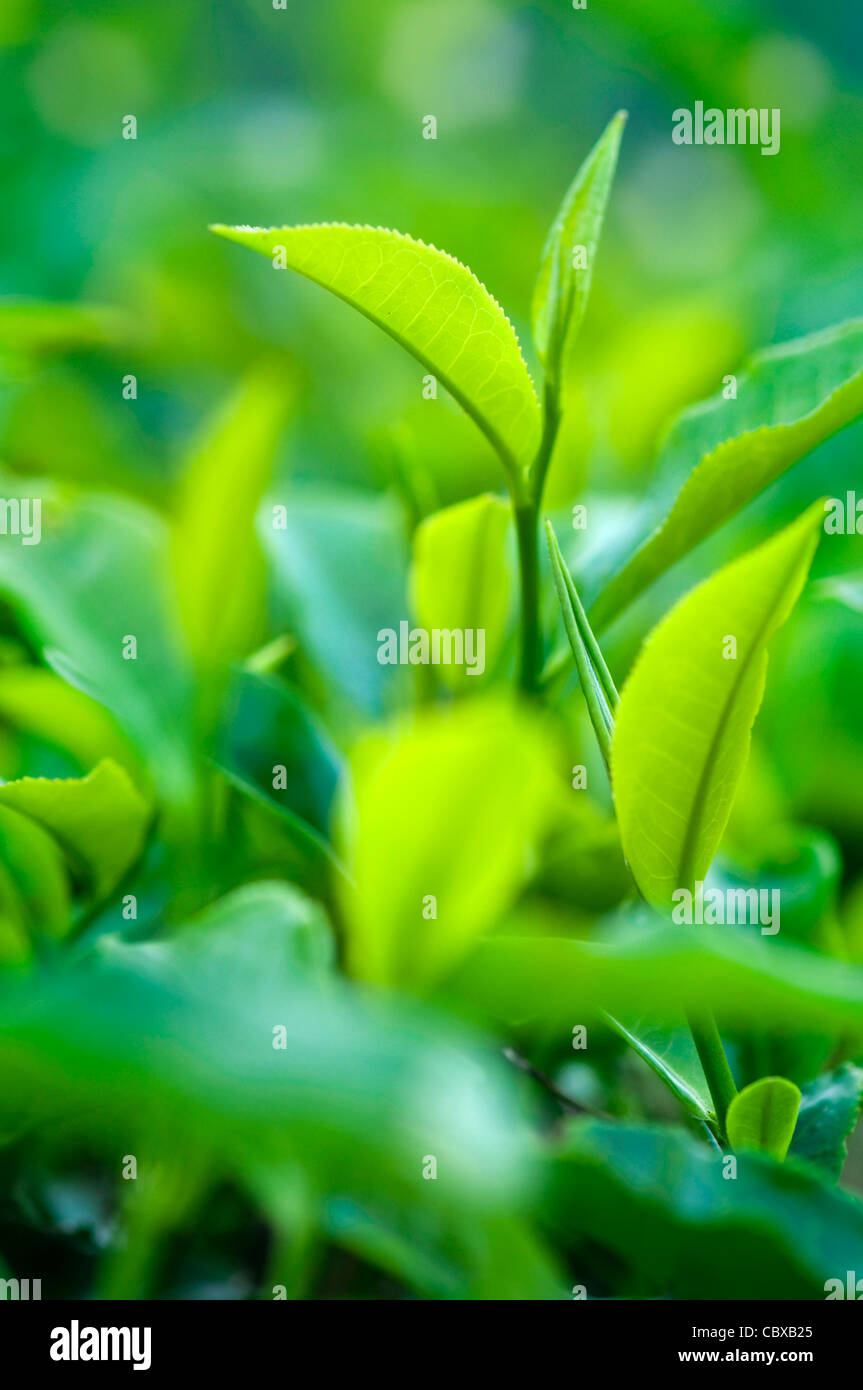 Close up fresh tea leaves in morning sunlight Stock Photo - Alamy