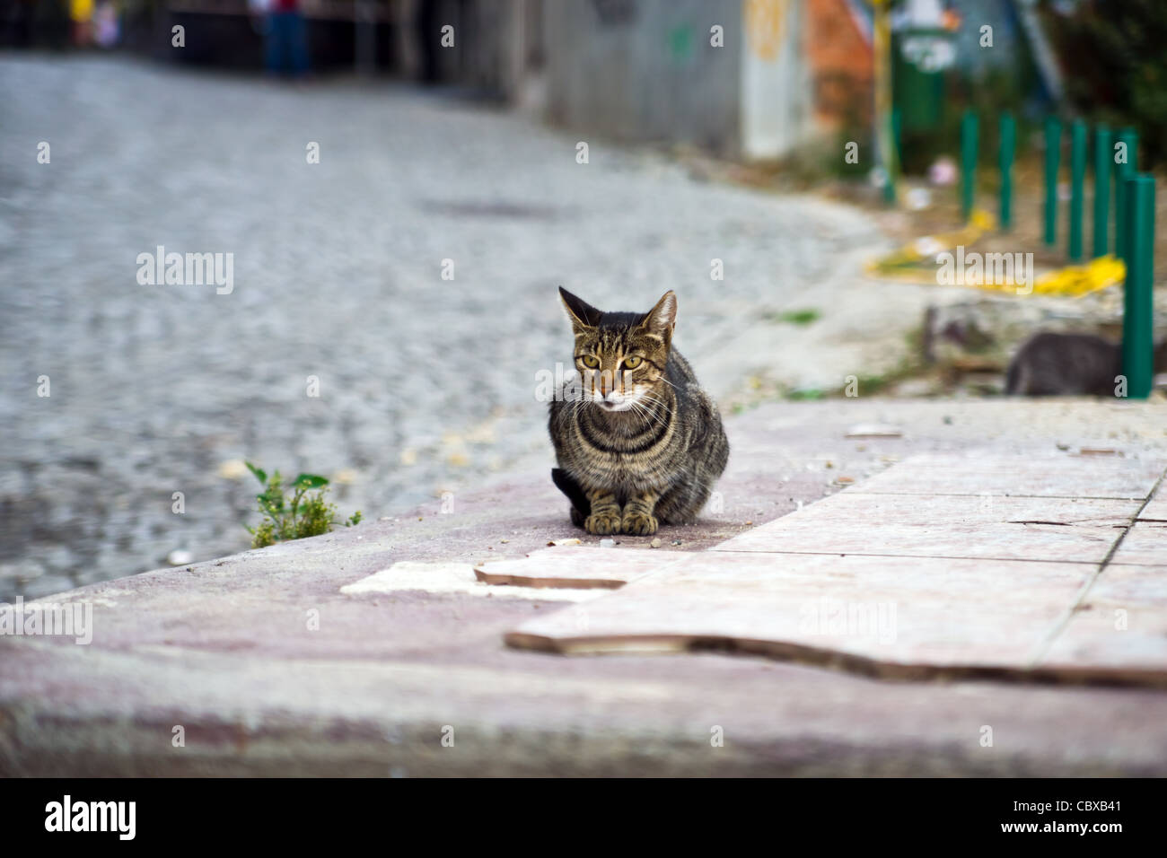Kitty street town wild hi-res stock photography and images - Alamy