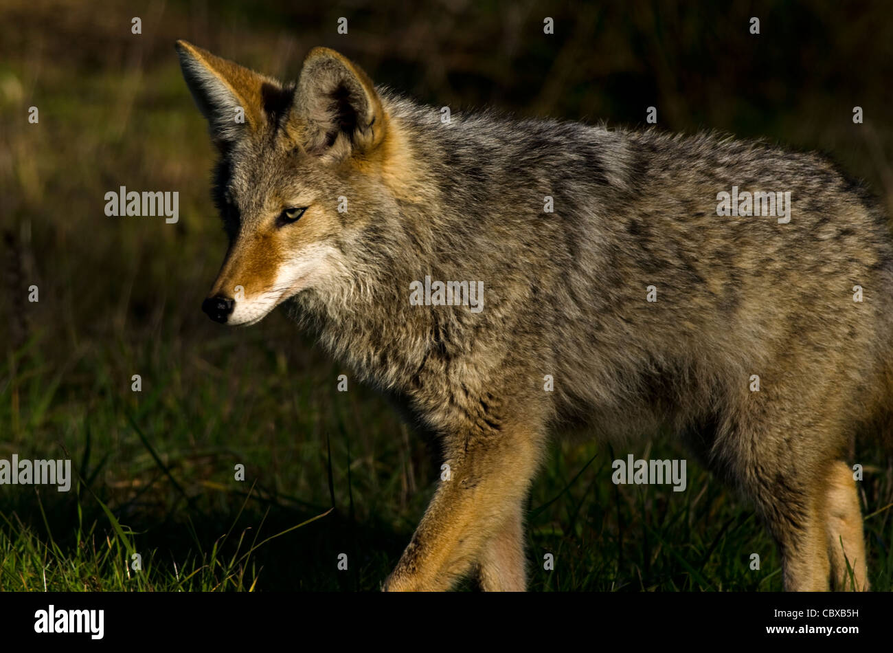 Smart wily intelligent hi-res stock photography and images - Alamy