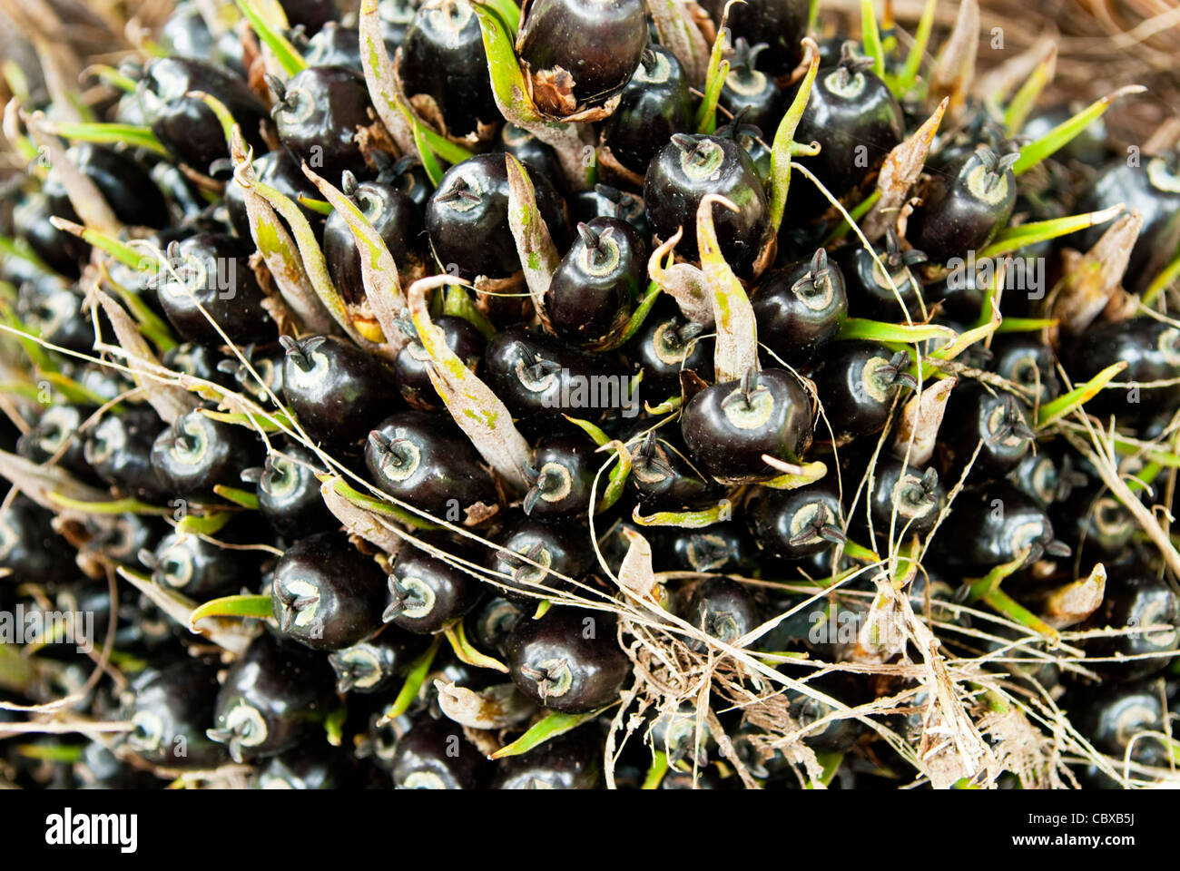 Close up Palm Oil Seeds on tree. Malaysia Stock Photo - Alamy