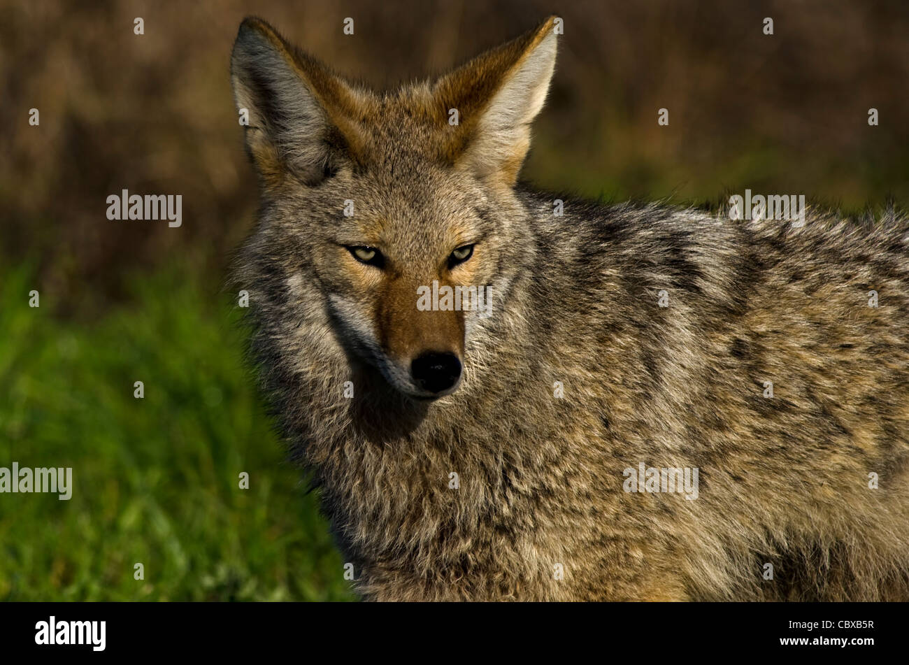 Coyote family hi-res stock photography and images - Alamy