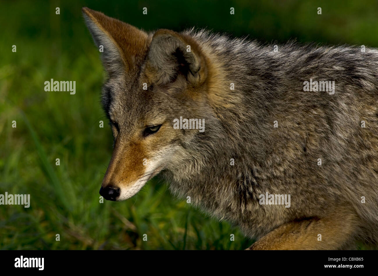 Coyote stalking prey Stock Photo - Alamy