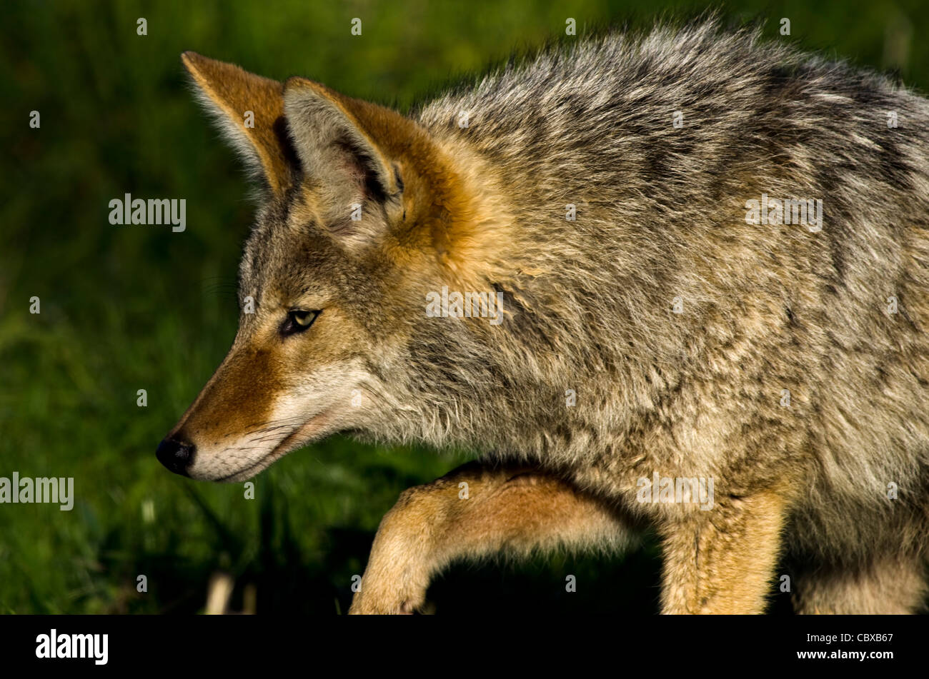Coyote in morning sun Stock Photo - Alamy