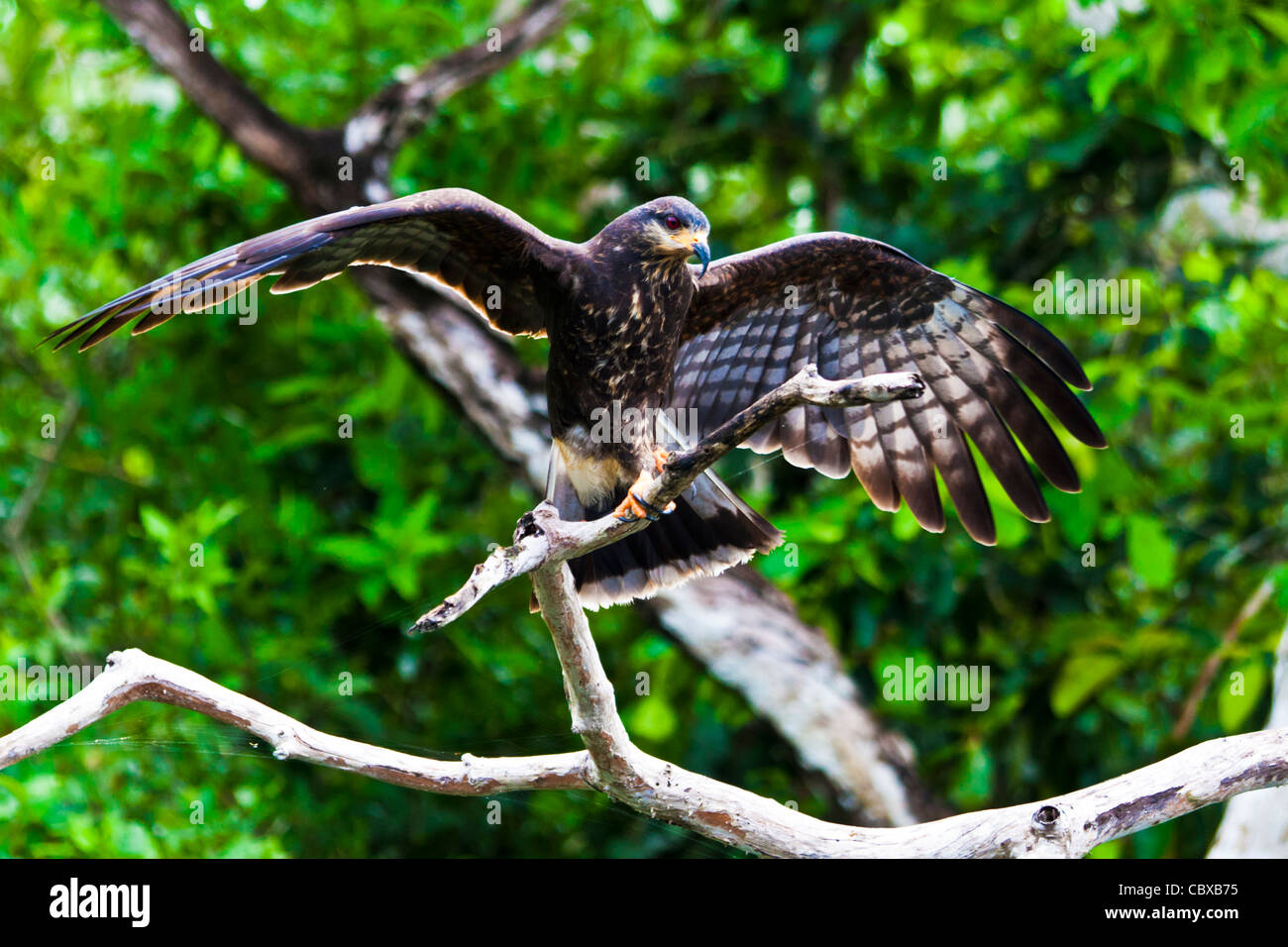 jungle tour perched bird hawk wings Stock Photo - Alamy