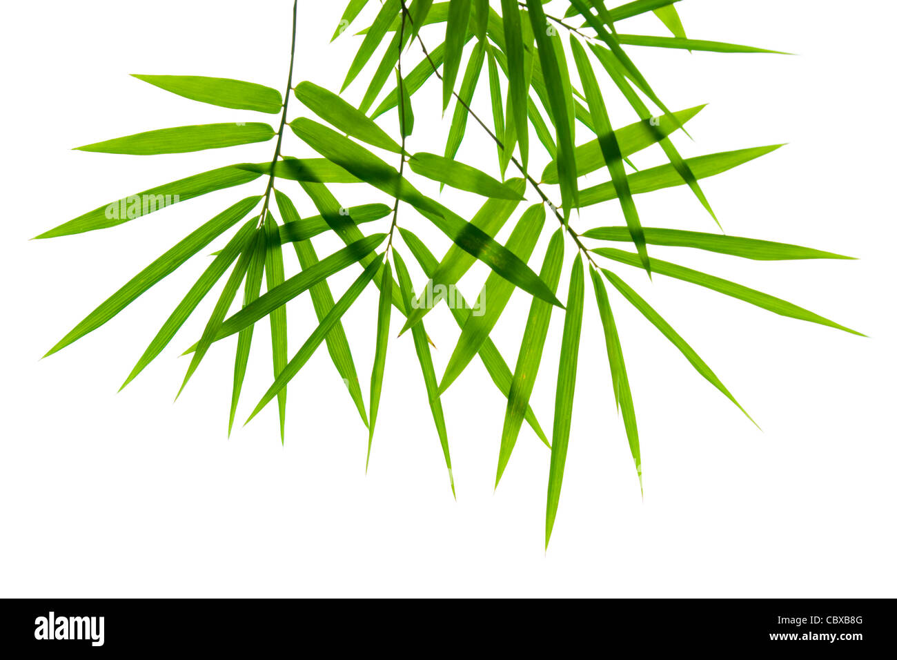 Bamboo plant cut out hi-res stock photography and images - Alamy