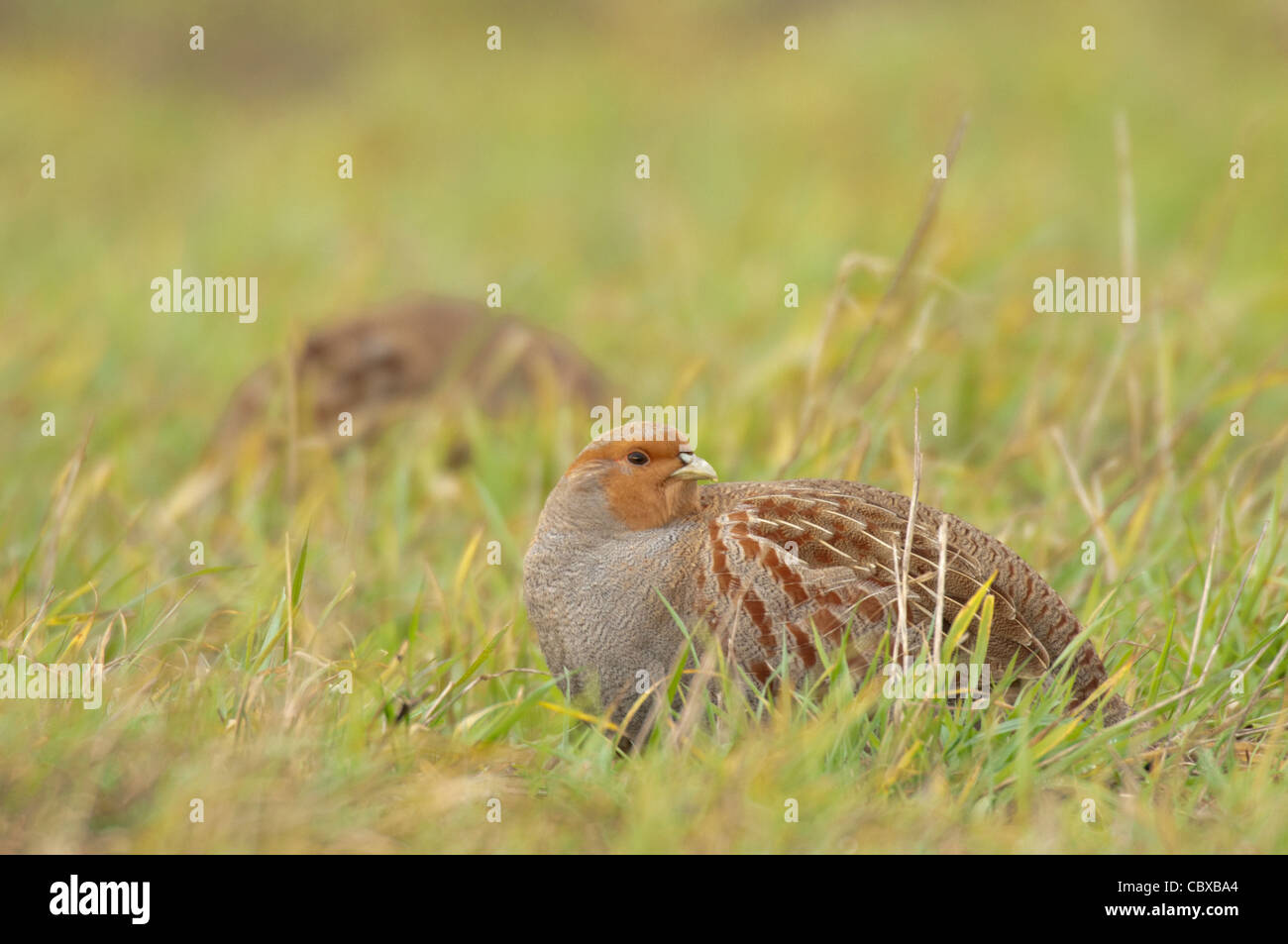 Nesting partridge hi-res stock photography and images - Alamy