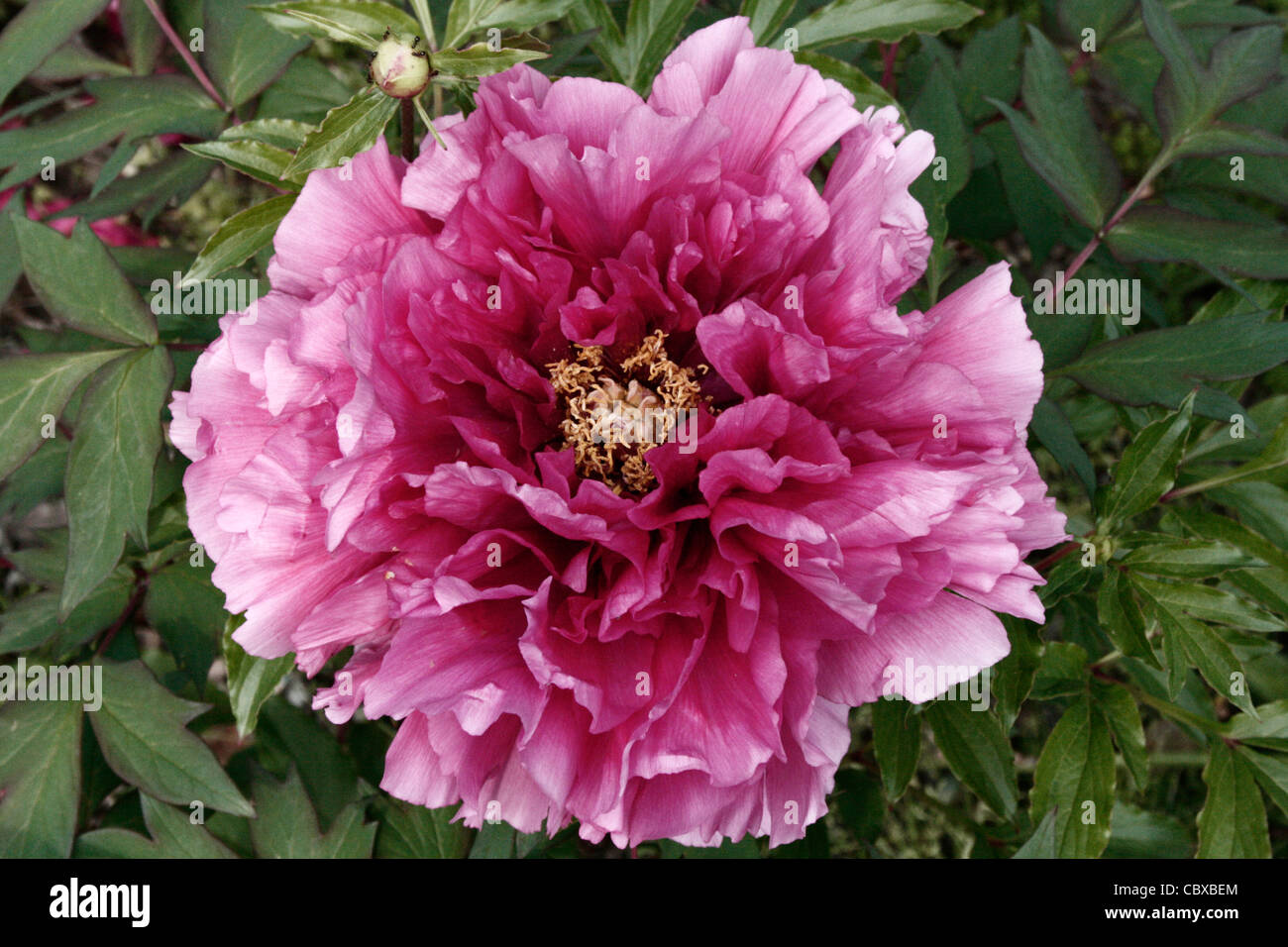 Pink flower from above Stock Photo - Alamy