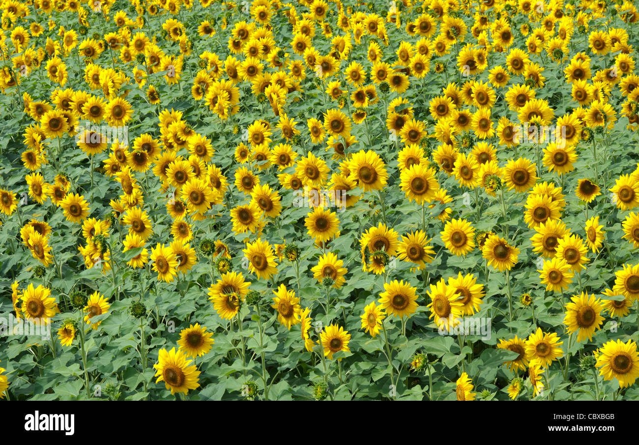 Cultivation of sunflowers in the Indian countryside, Andhra Pradesh ...