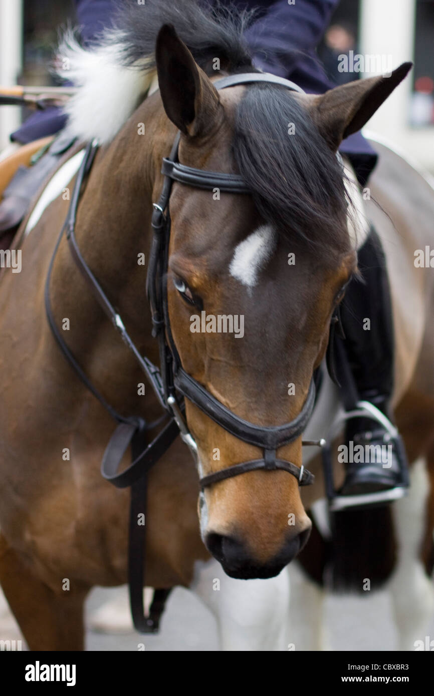 The Heythrop Hunt at the boxing day meet in Chipping Norton Stock Photo ...