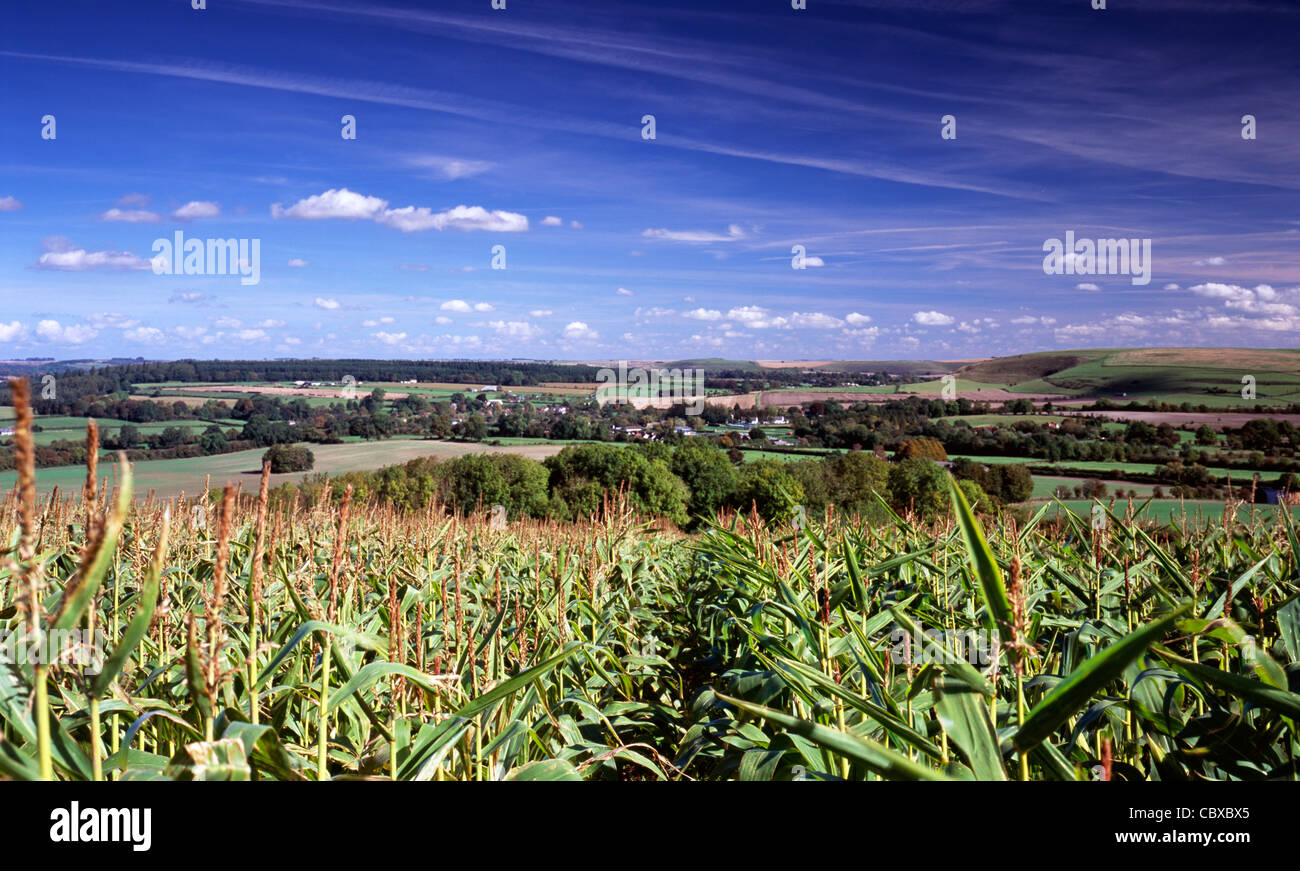 Maize field wiltshire landscape hi-res stock photography and images - Alamy