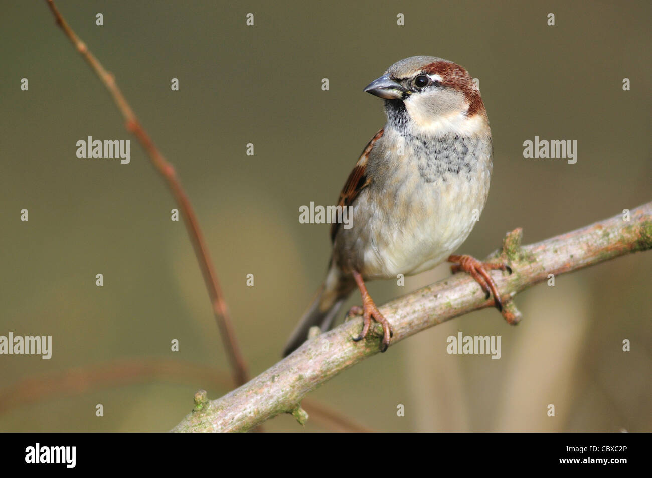 Uk house sparrow winter hi-res stock photography and images - Alamy