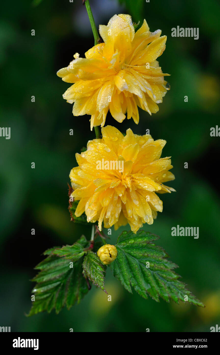 Kerria flowers hi-res stock photography and images - Alamy
