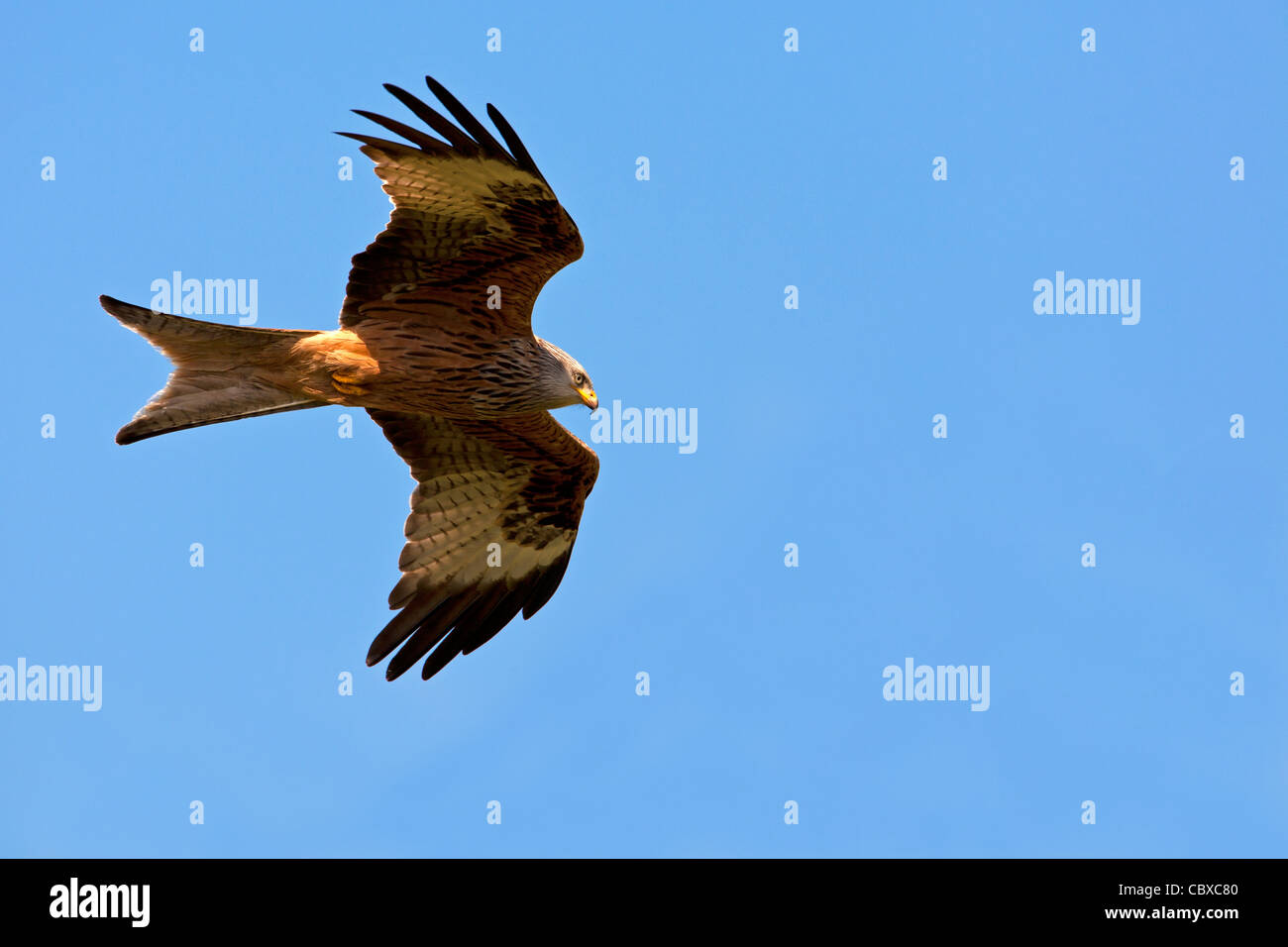 Red kite in flight hi-res stock photography and images - Alamy