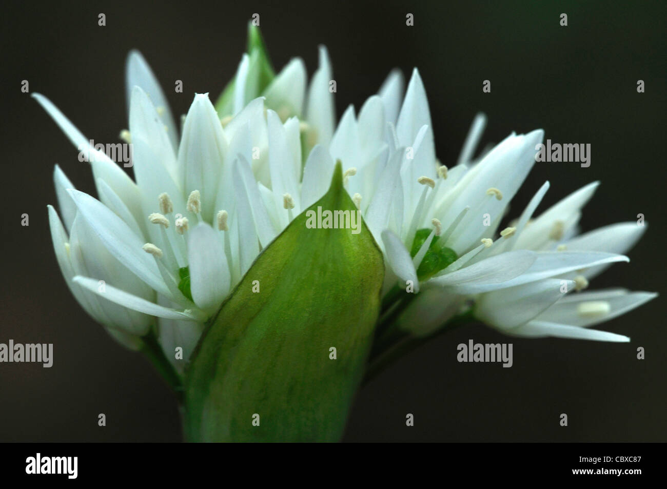 A beautiful ramson flower just emerging, sometimes known as wild garlic ...