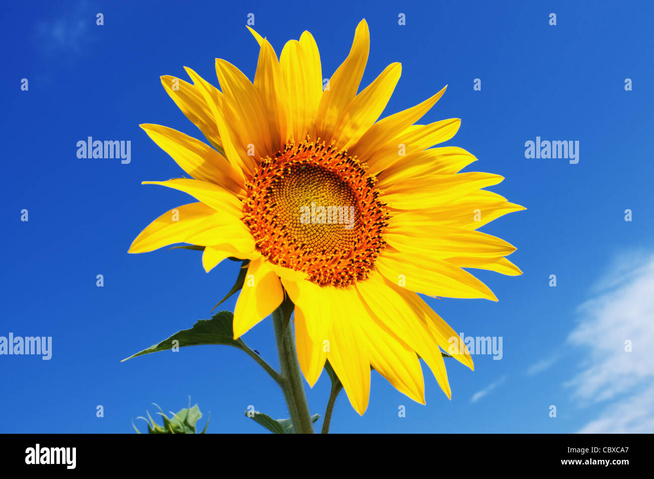 One sunflower and blue sky Stock Photo - Alamy