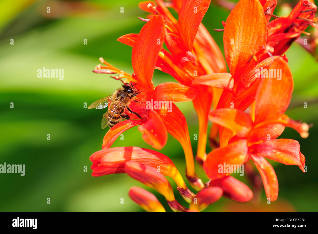 Bee flying into a flower Stock Photo - Alamy