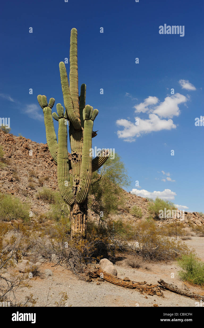 Arizona desert hi-res stock photography and images - Alamy