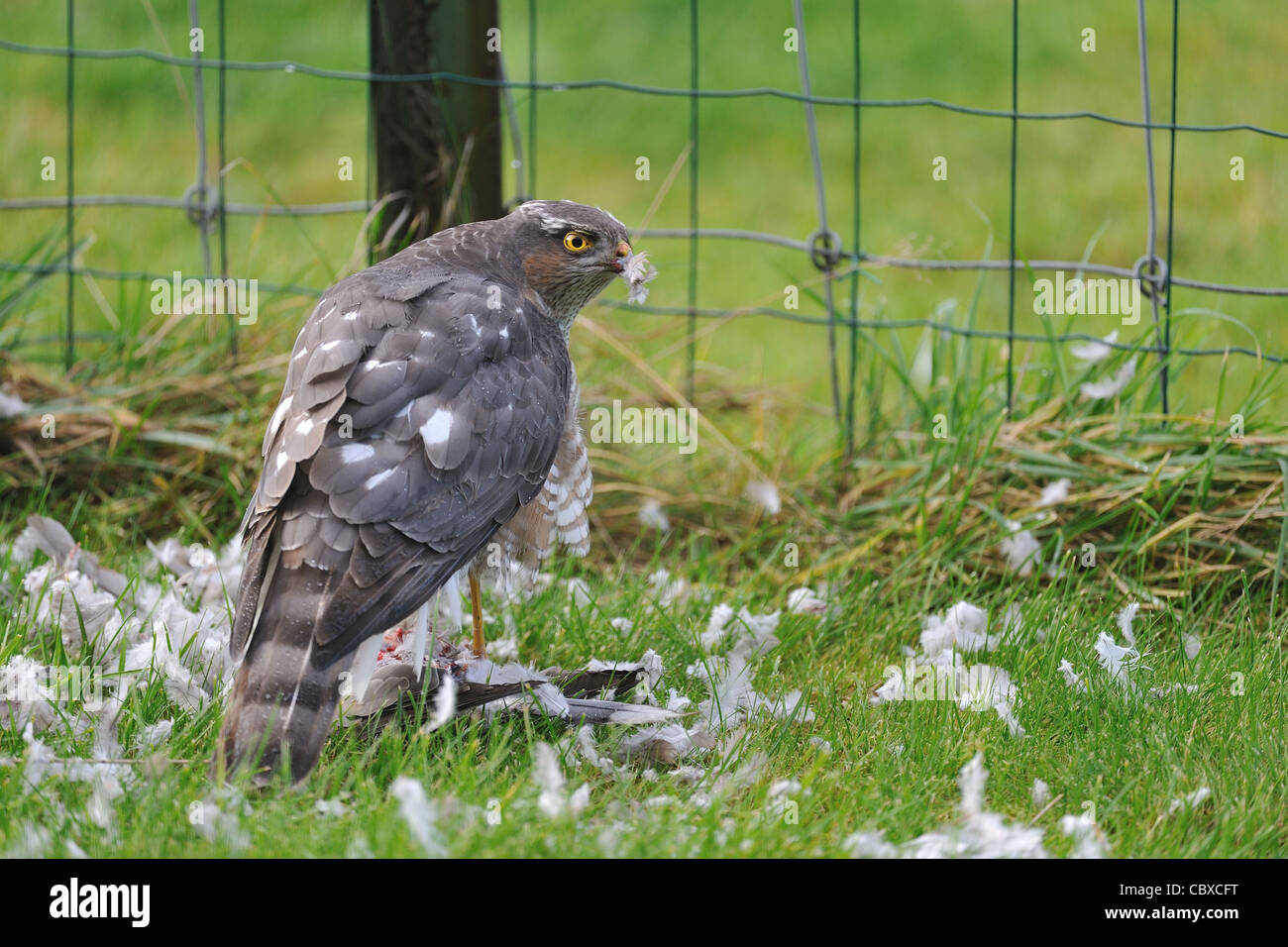 Common sparrow hawk (Accipiter nisus) female plucking a Common Wood ...
