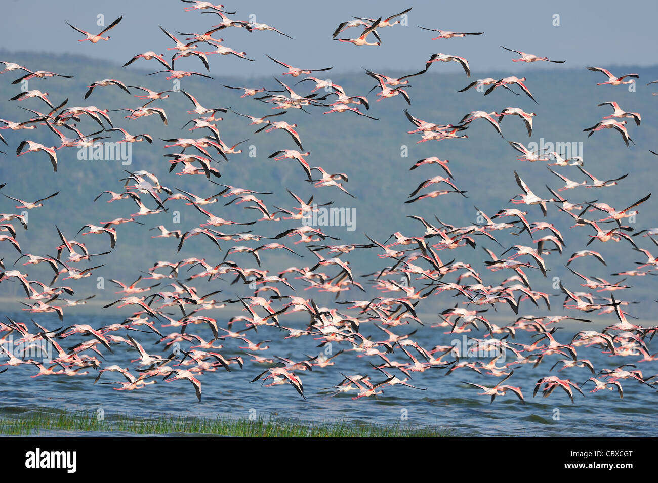 Lesser flamingo (Phoeniconaias minor - Phoenicopterus minor) flock of ...
