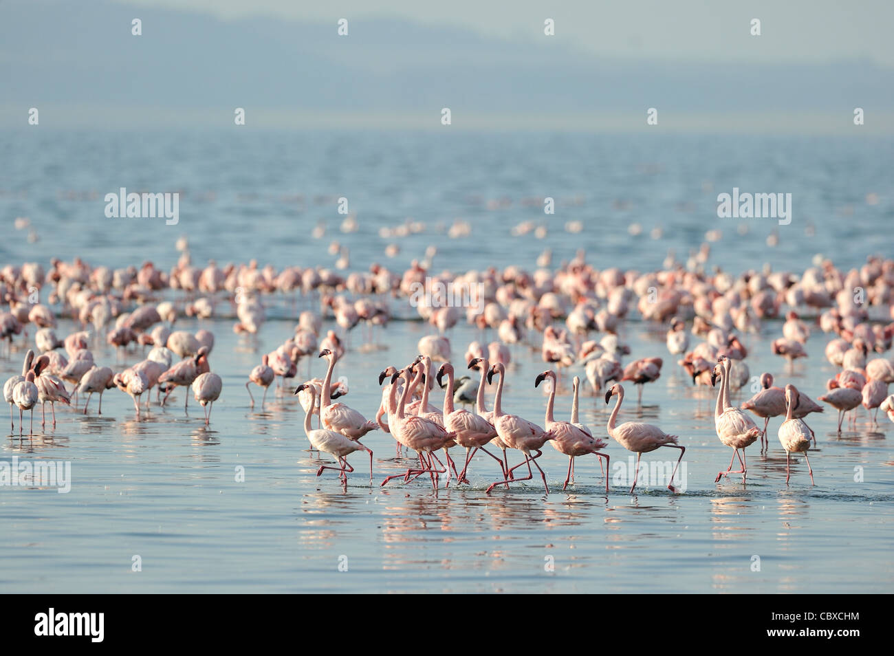 Lesser flamingo (Phoeniconaias minor - Phoenicopterus minor) flock of ...