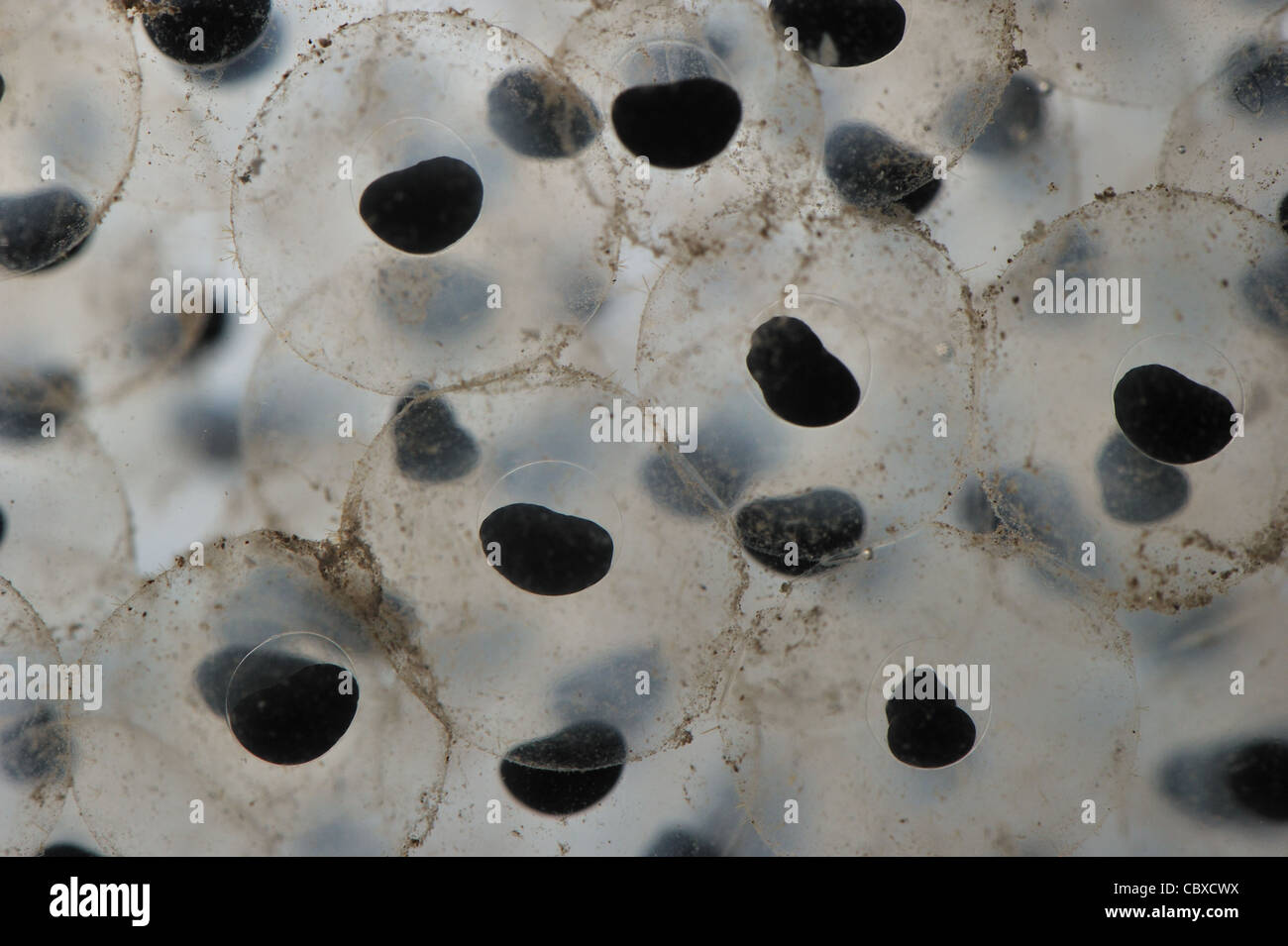 Common frog (Rana temporaria) clusters of eggs - embryos after 7 days ...