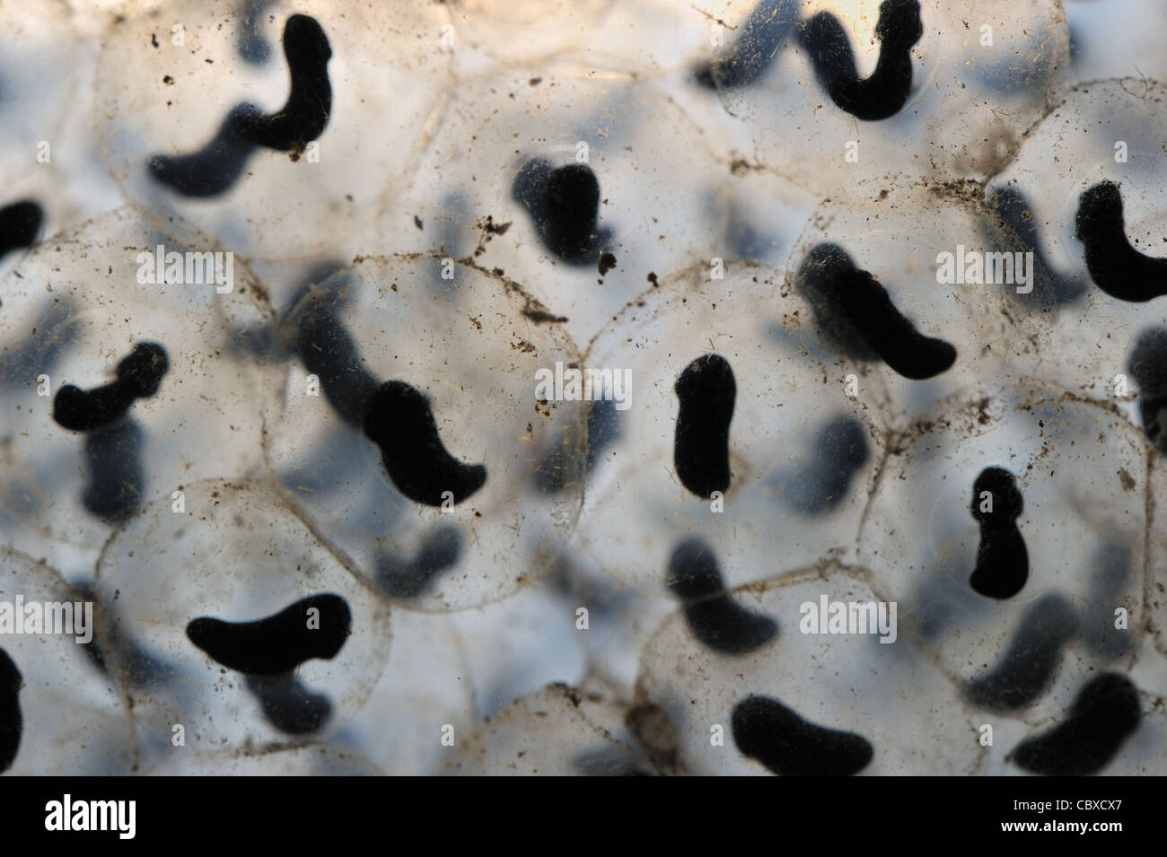 Frogs embryos hi-res stock photography and images - Alamy