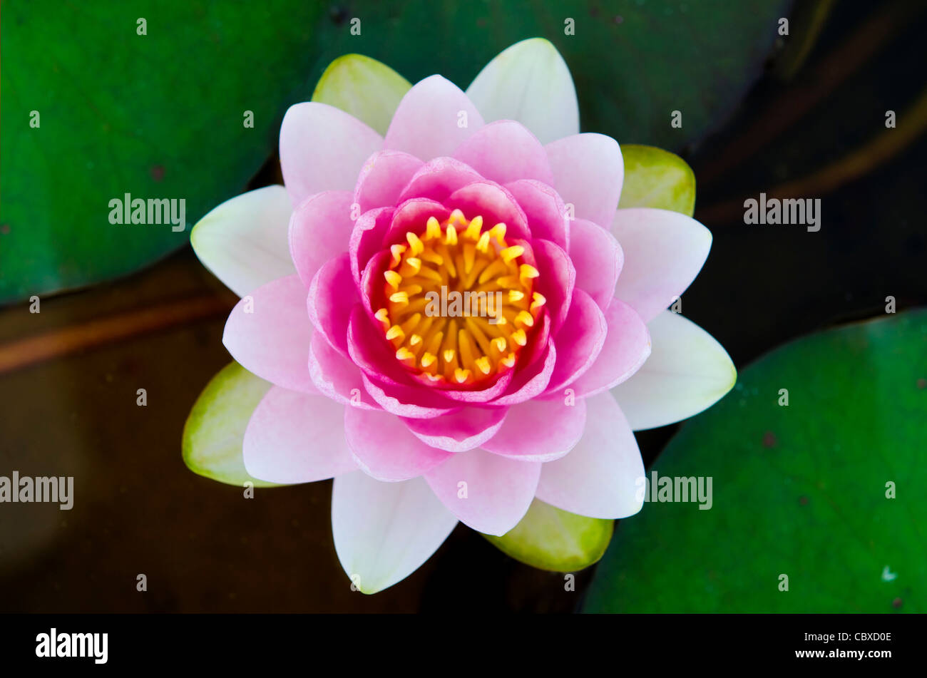 Symmetrical Lotus High Resolution Stock Photography and Images - Alamy