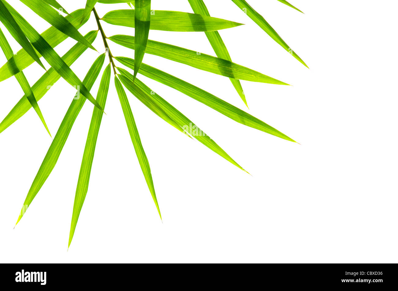 bamboo with isolated white background Stock Photo - Alamy